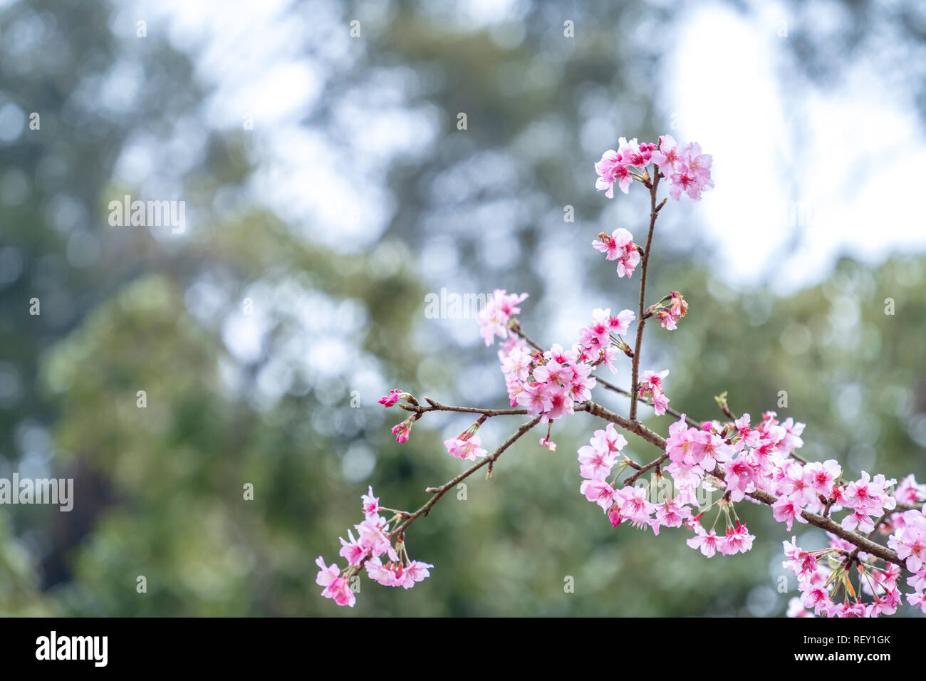 Beautiful cherry blossoms sakura tree bloom in spring in the park, copy ...
