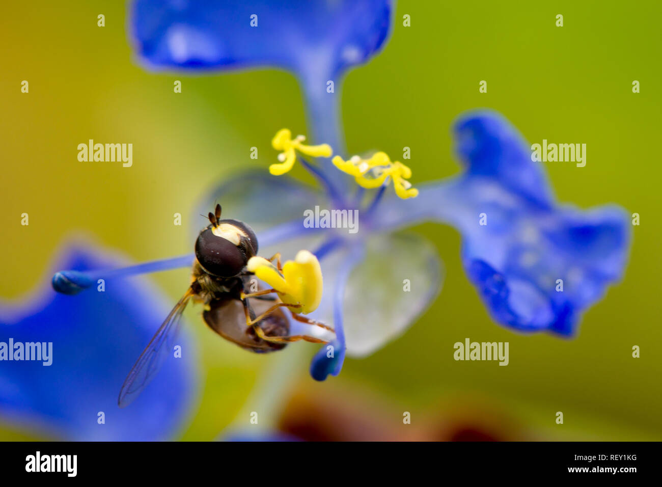 Coastal macro shot from hi-res stock photography and images - Alamy