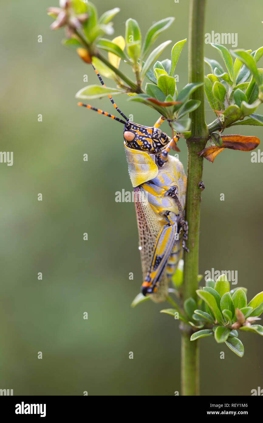 A colorful grasshopper, Orthoptera sp., poses on a twig in the coastal ...