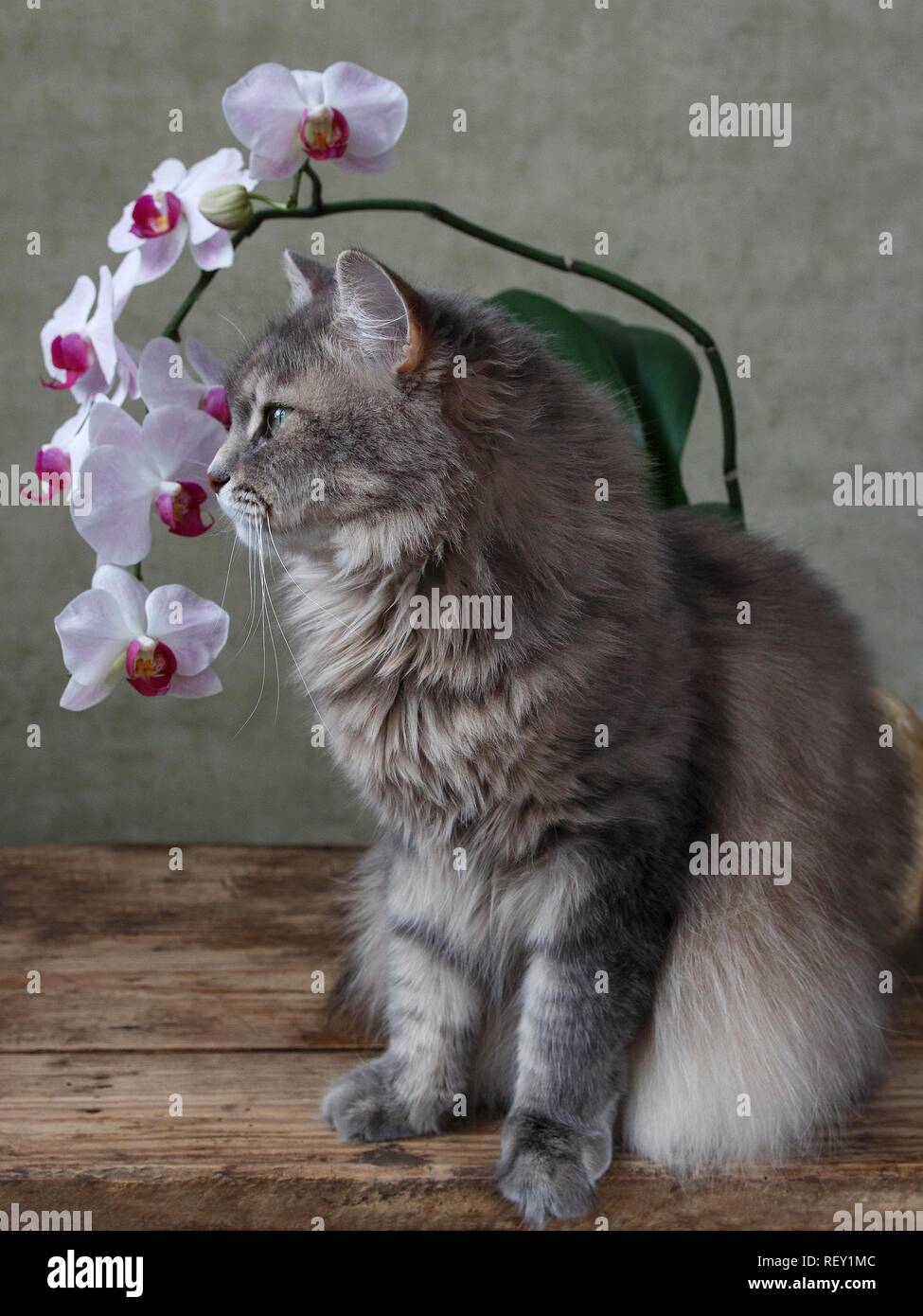 Fluffy kitty hi-res stock photography and images - Alamy