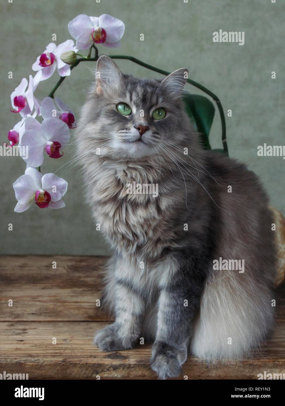 Fluffy kitty hi-res stock photography and images - Alamy