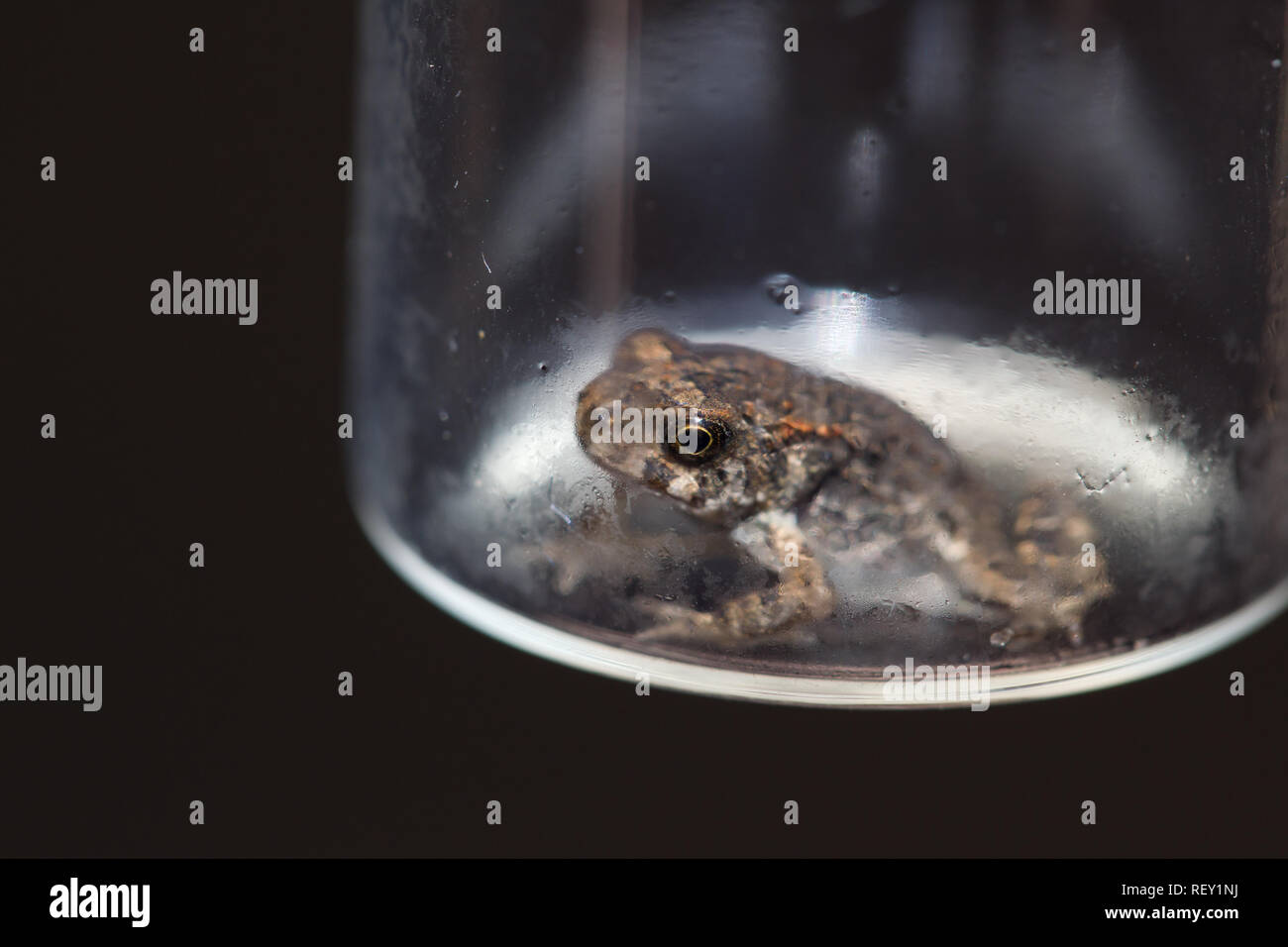 Trapped frog hi-res stock photography and images - Alamy