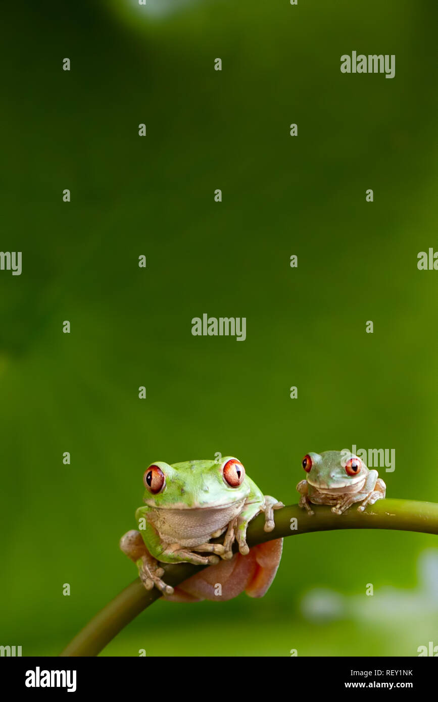 South africa frogs hi-res stock photography and images - Alamy