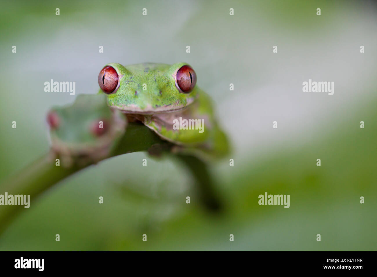 South africa frogs hi-res stock photography and images - Alamy