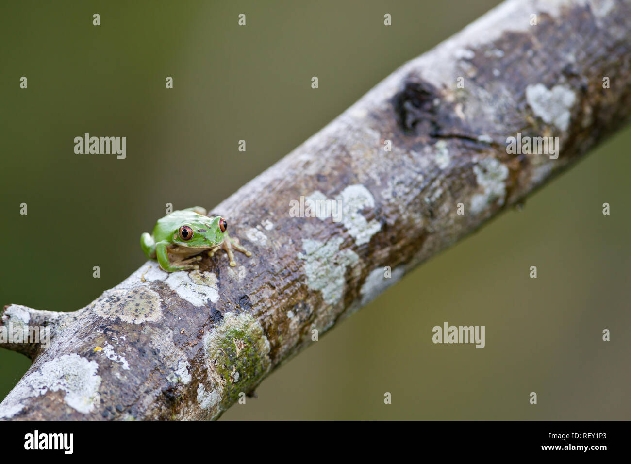 A Natal tree frog, Leptopelis natalensis, perches on a brach in the ...