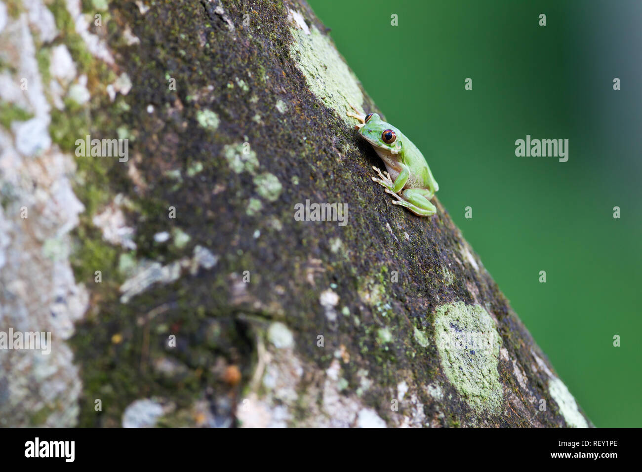 A Natal tree frog, Leptopelis natalensis, perches on a tree in the ...