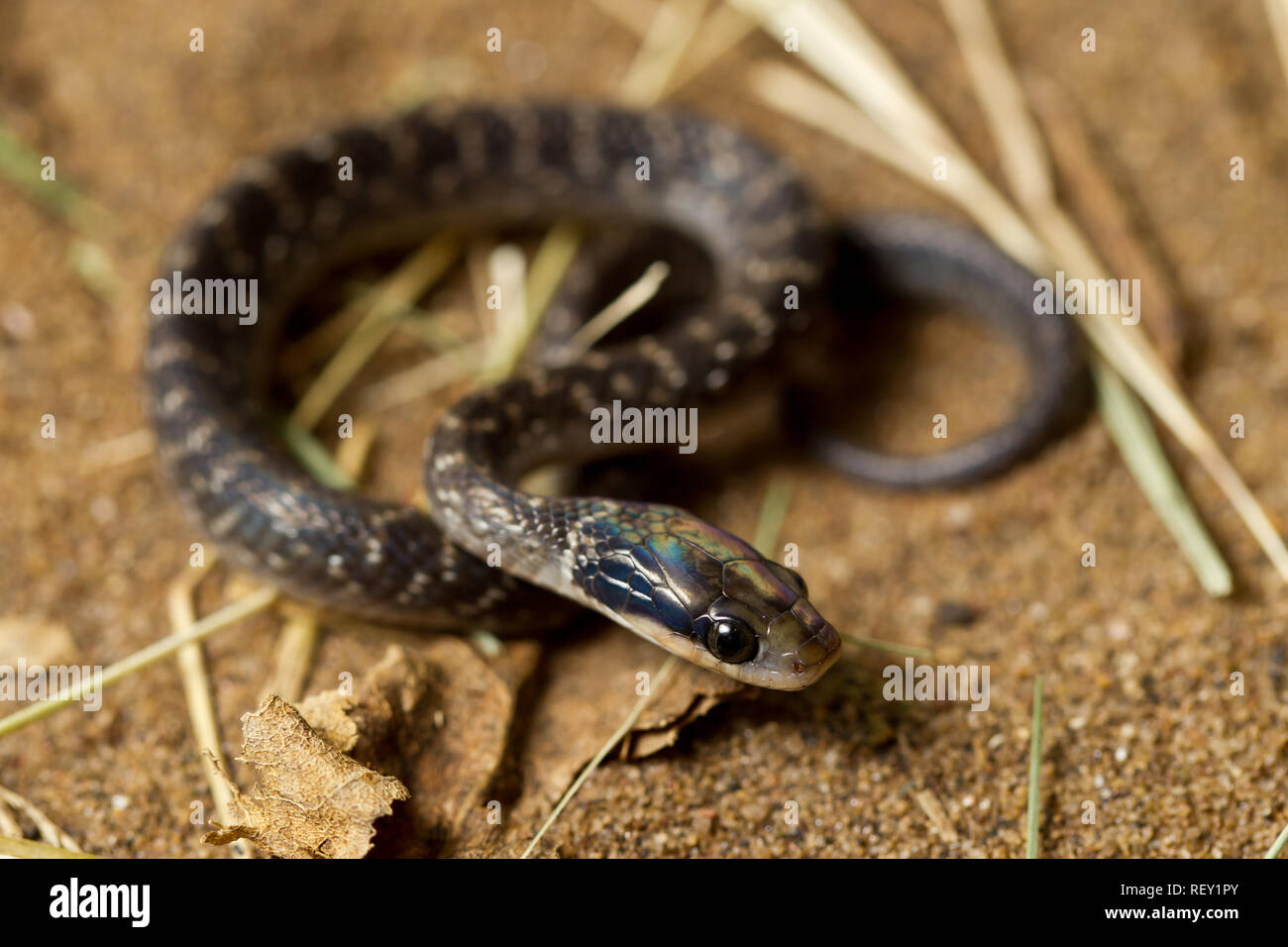 Black Iridescent Snake