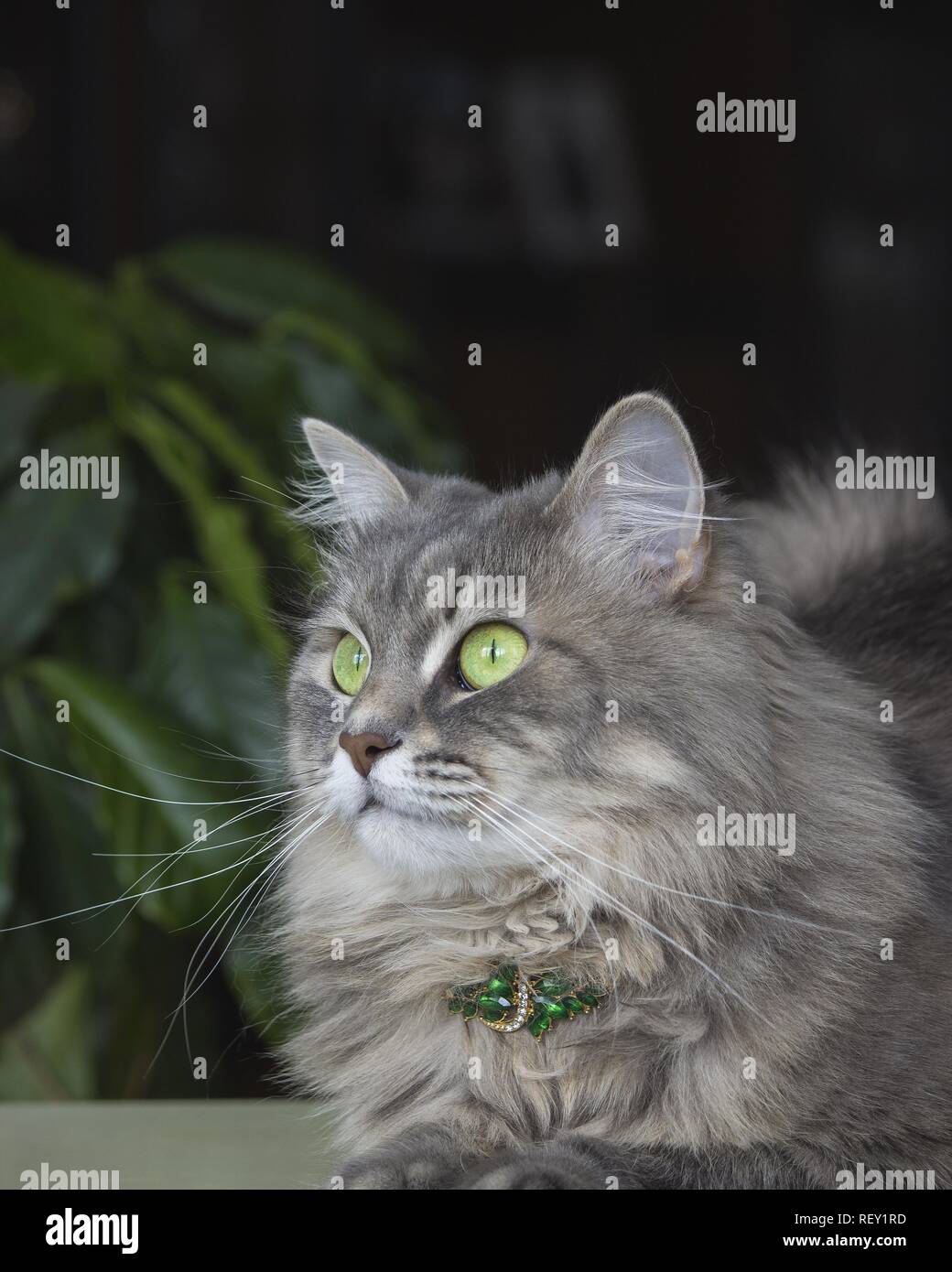 Fluffy kitty hi-res stock photography and images - Alamy