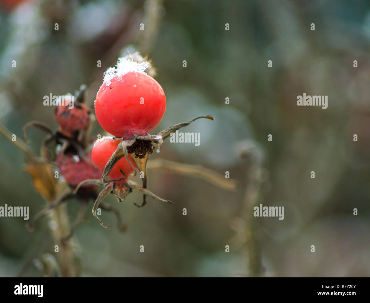 Rosehip branches hi-res stock photography and images - Alamy
