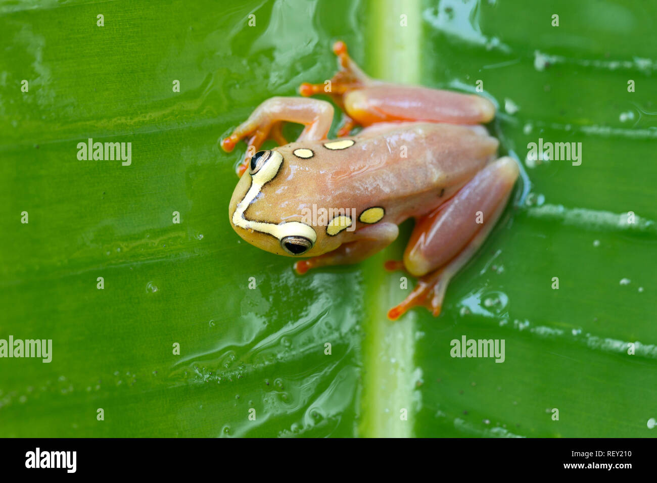 Argus reed frog, hyperolius argus, with an interesting pattern of red ...