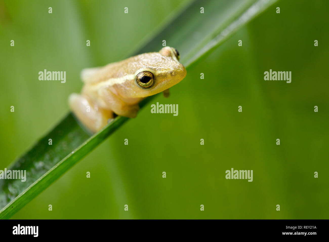 A critically endangered Pickersgill's Reed Frog, Hyperolius ...
