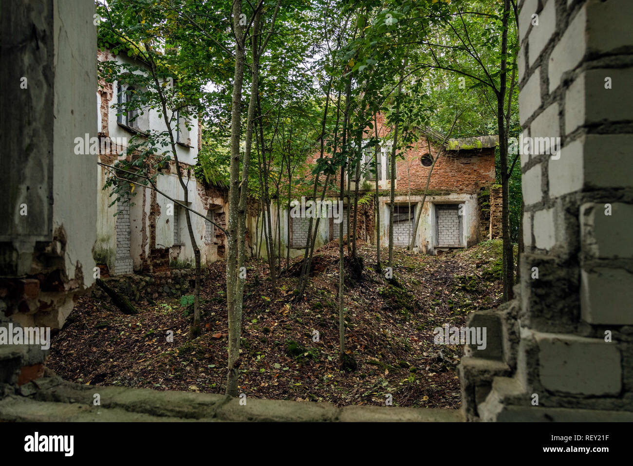 interior of an abandoned house. Trees growing inside, windows and doors ...
