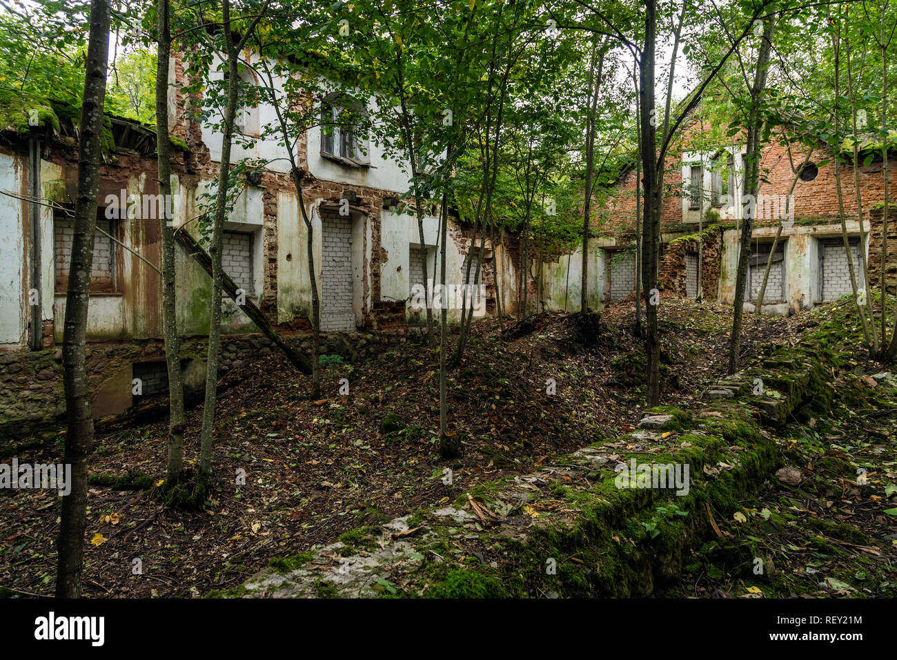 interior of an abandoned house. Trees growing inside, windows and doors ...
