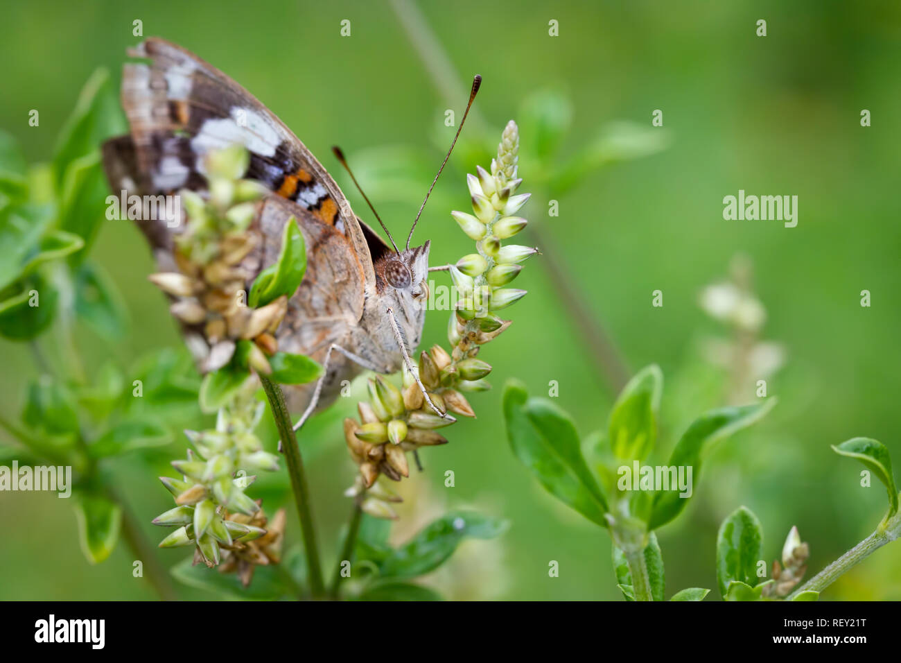 A shallow depth of field highlights a butterfly's clubbed antennae ...