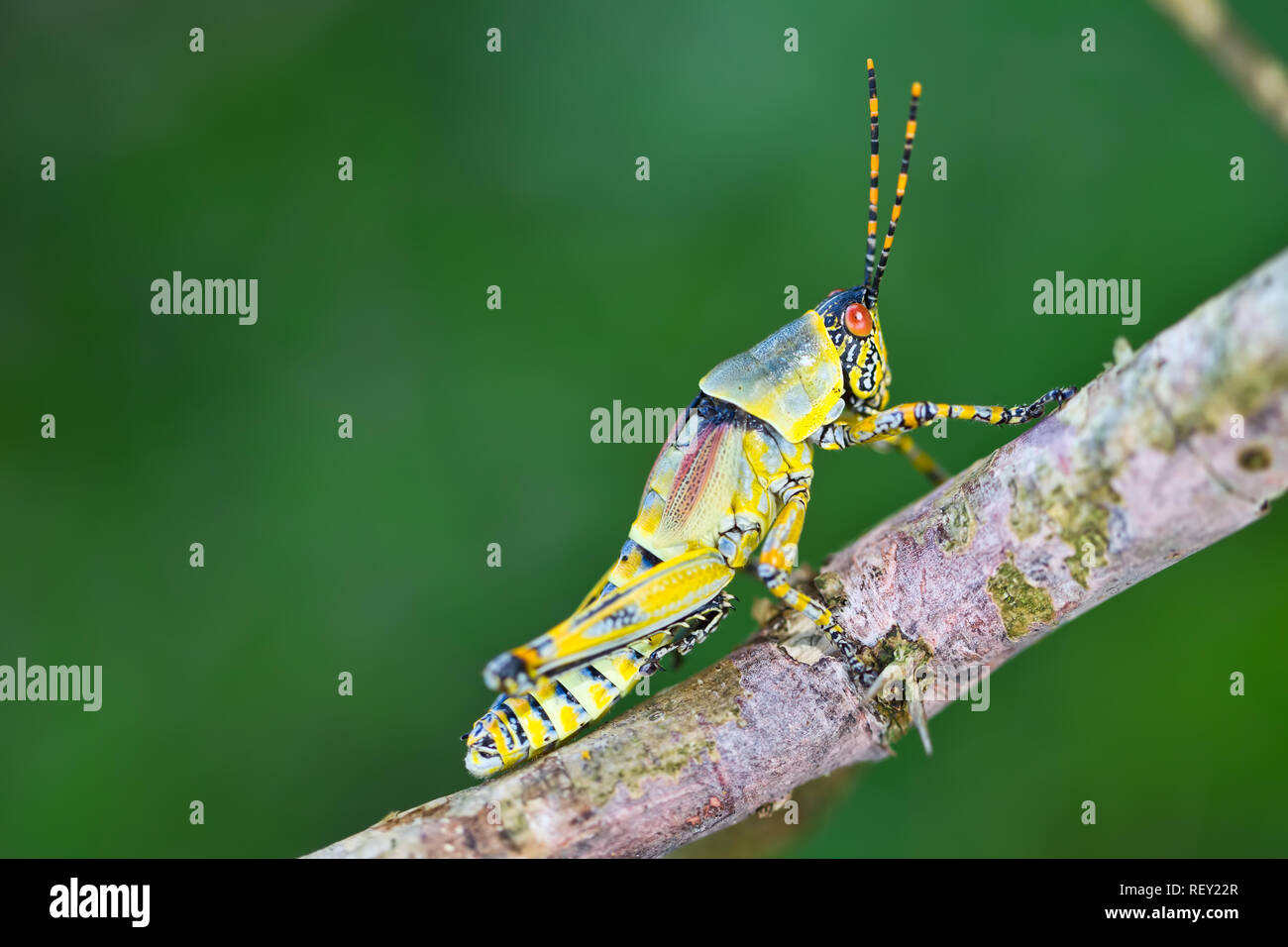 Grasshopper in the forest hi-res stock photography and images - Alamy