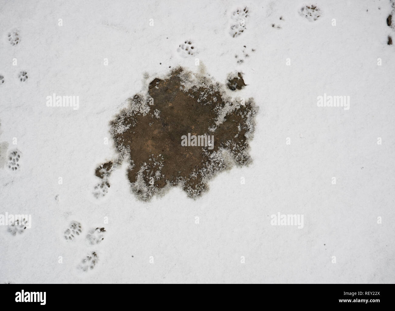 Ice melting on pavement road hi-res stock photography and images - Alamy
