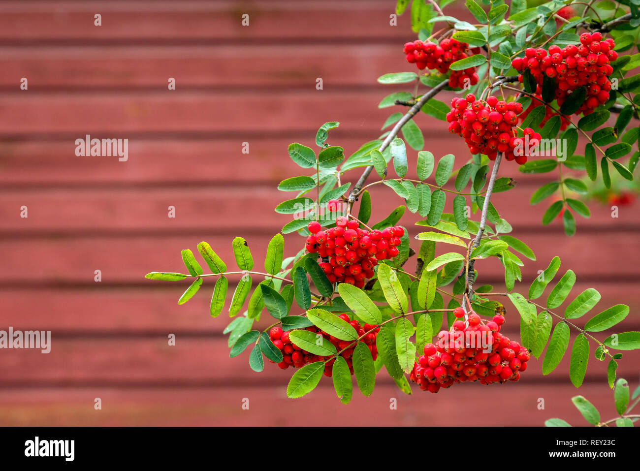 Plant branches berries frame hi-res stock photography and images - Alamy
