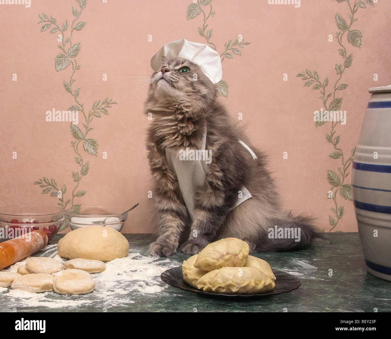 Young cat is involved in the preparation of pies Stock Photo - Alamy