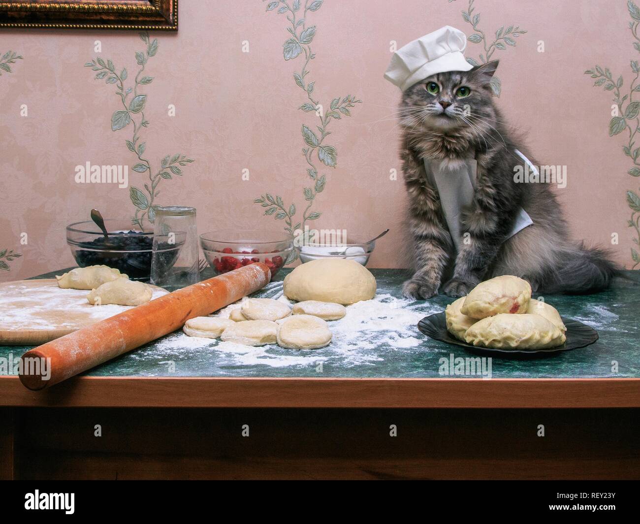 Young cat is involved in the preparation of pies Stock Photo - Alamy