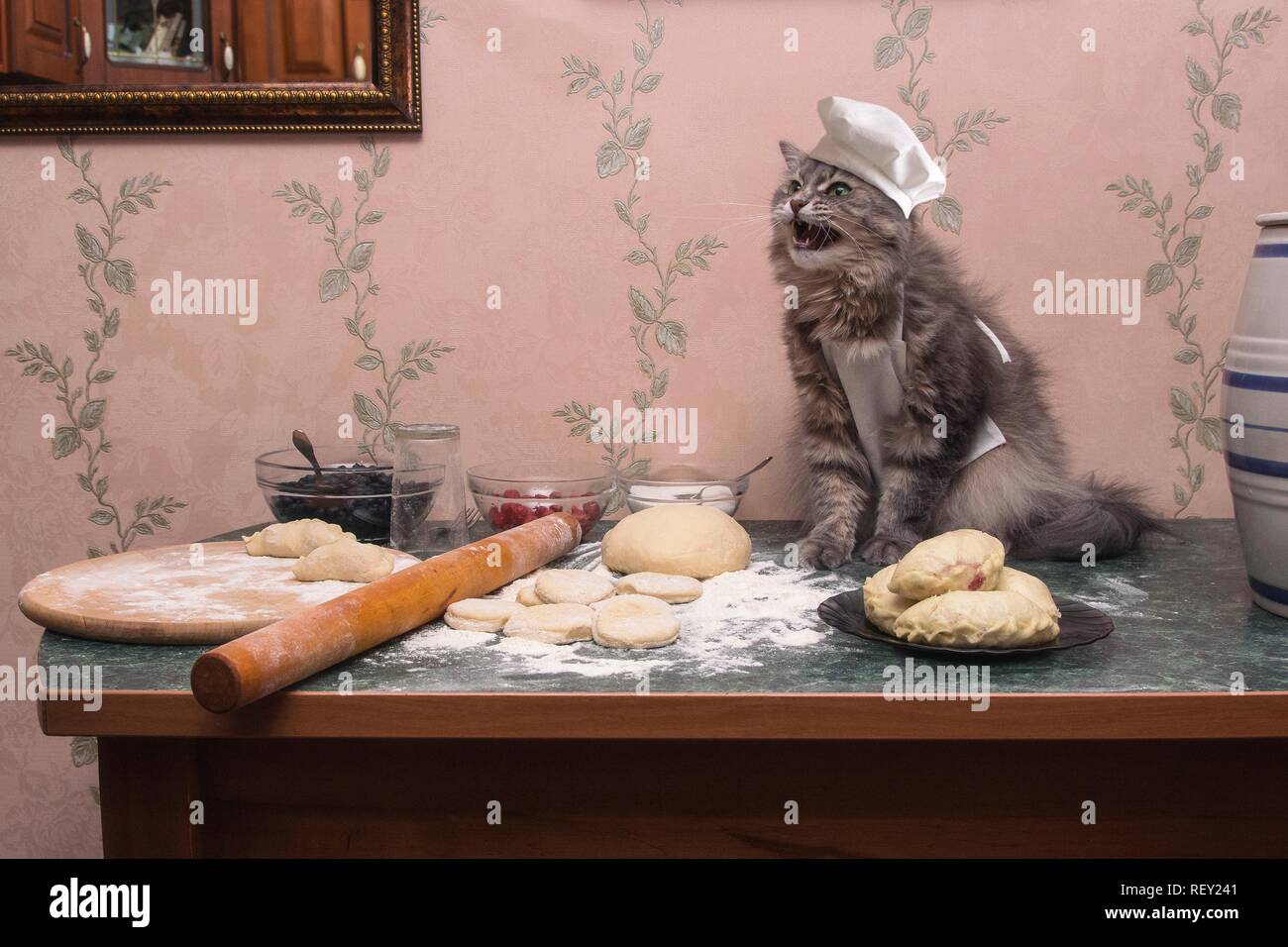 Young cat is involved in the preparation of pies Stock Photo - Alamy