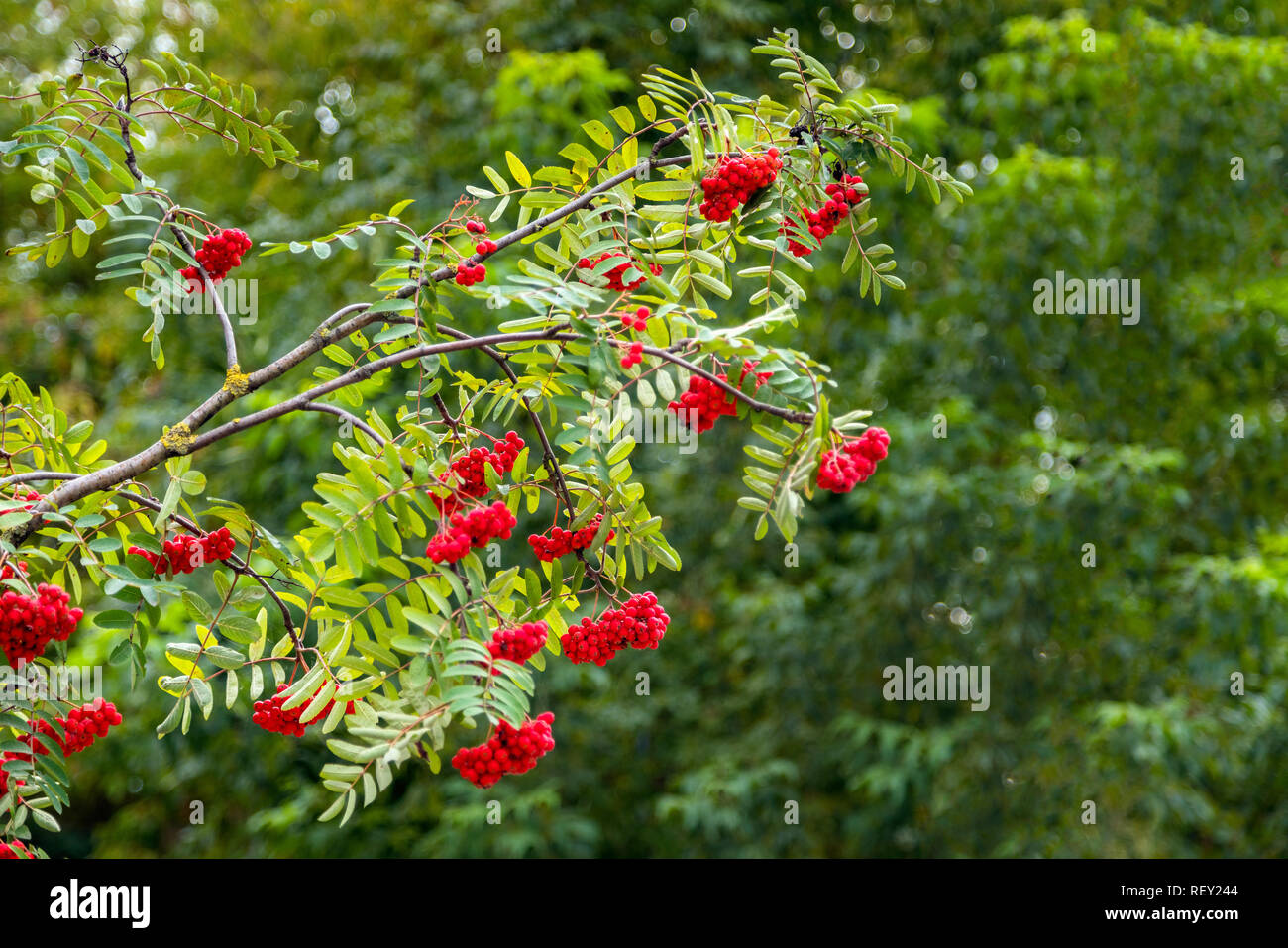 Ashberry twig hi-res stock photography and images - Alamy