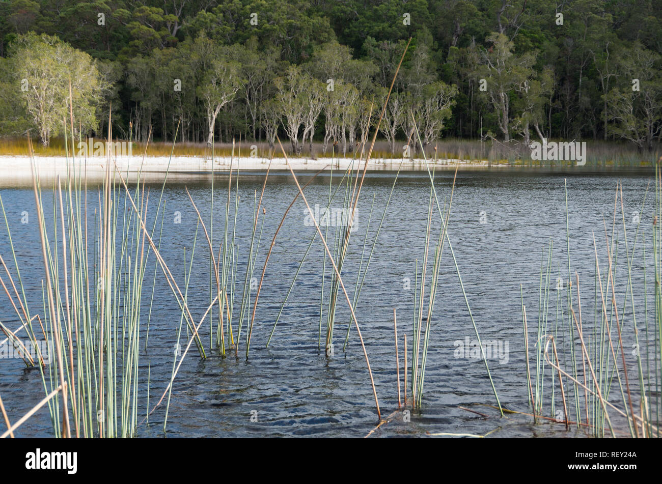 Australian native reeds in Poona Lake, Australia. White sand beach and ...