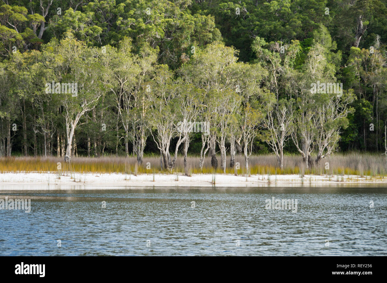 Australian paperbark trees on the edge of a white sand lake (lake poona ...