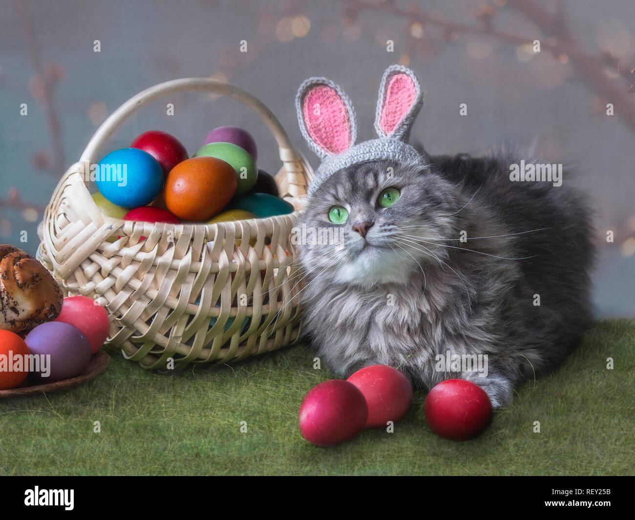 Young kitty in the image of the Ester bunny Stock Photo - Alamy