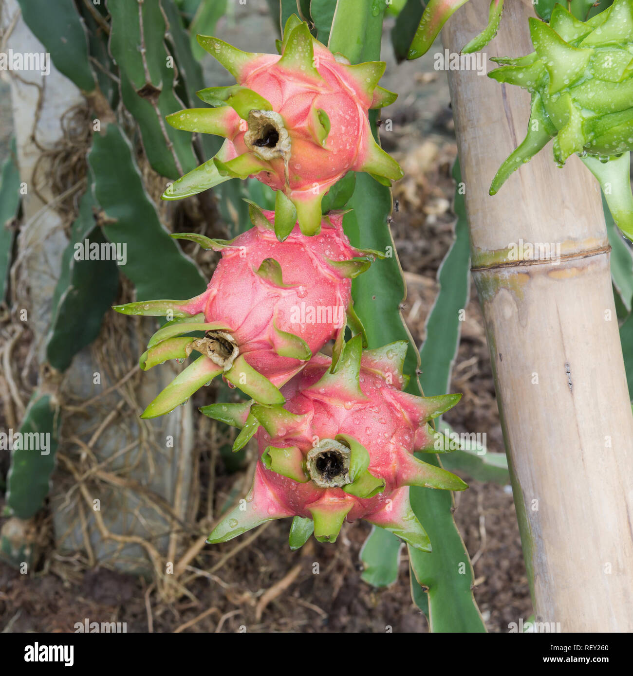 Dragon fruit,Pitaya on tree Stock Photo - Alamy