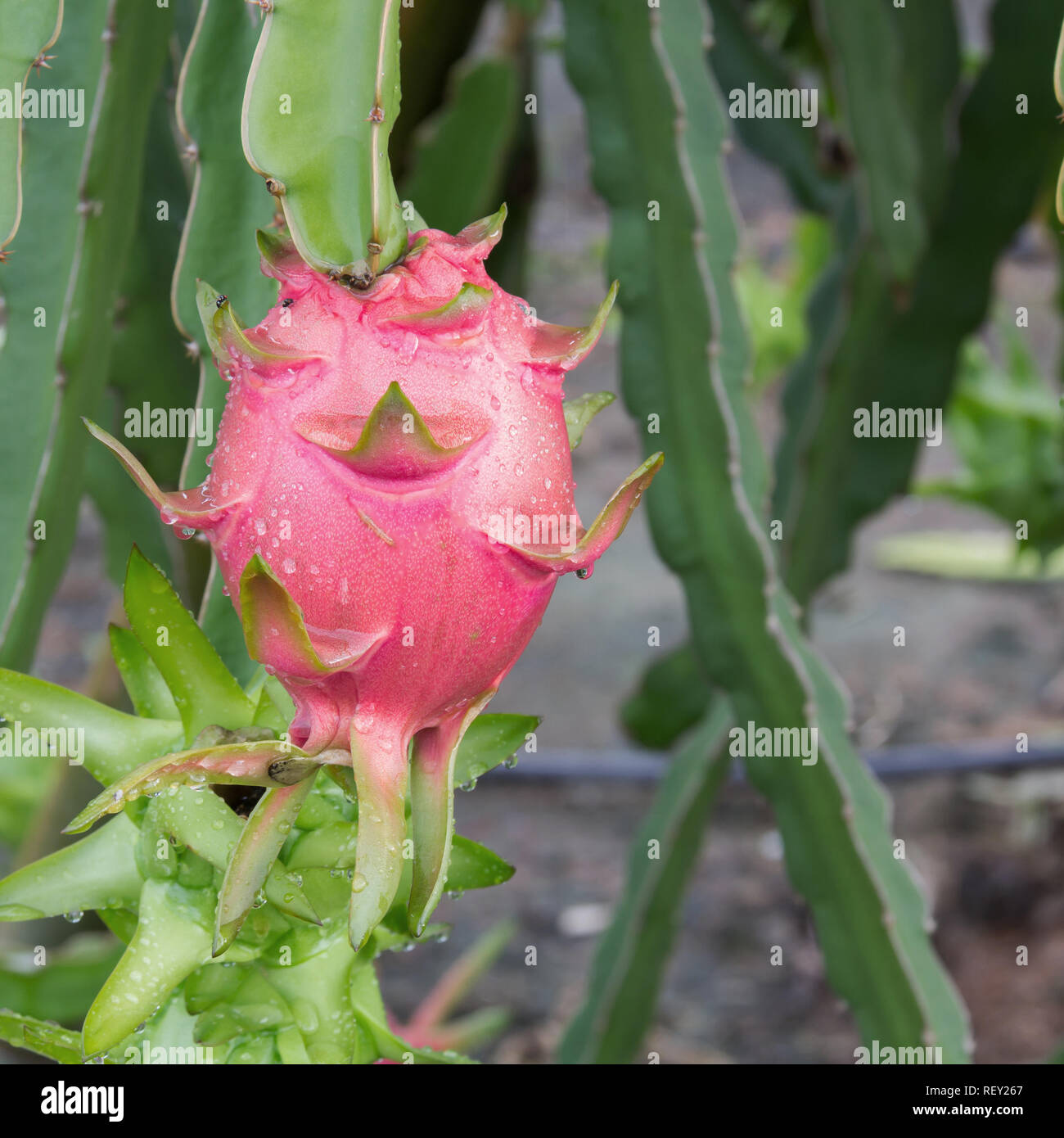 Dragon fruit,Pitaya on tree Stock Photo - Alamy