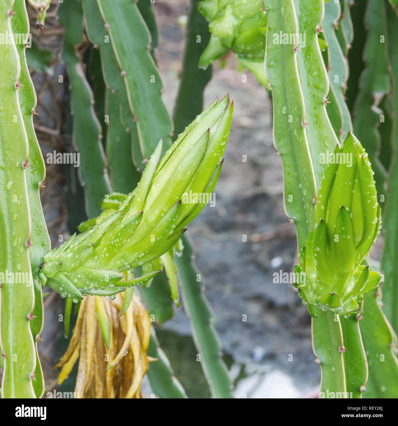 Dragon fruit,Pitaya on tree Stock Photo - Alamy