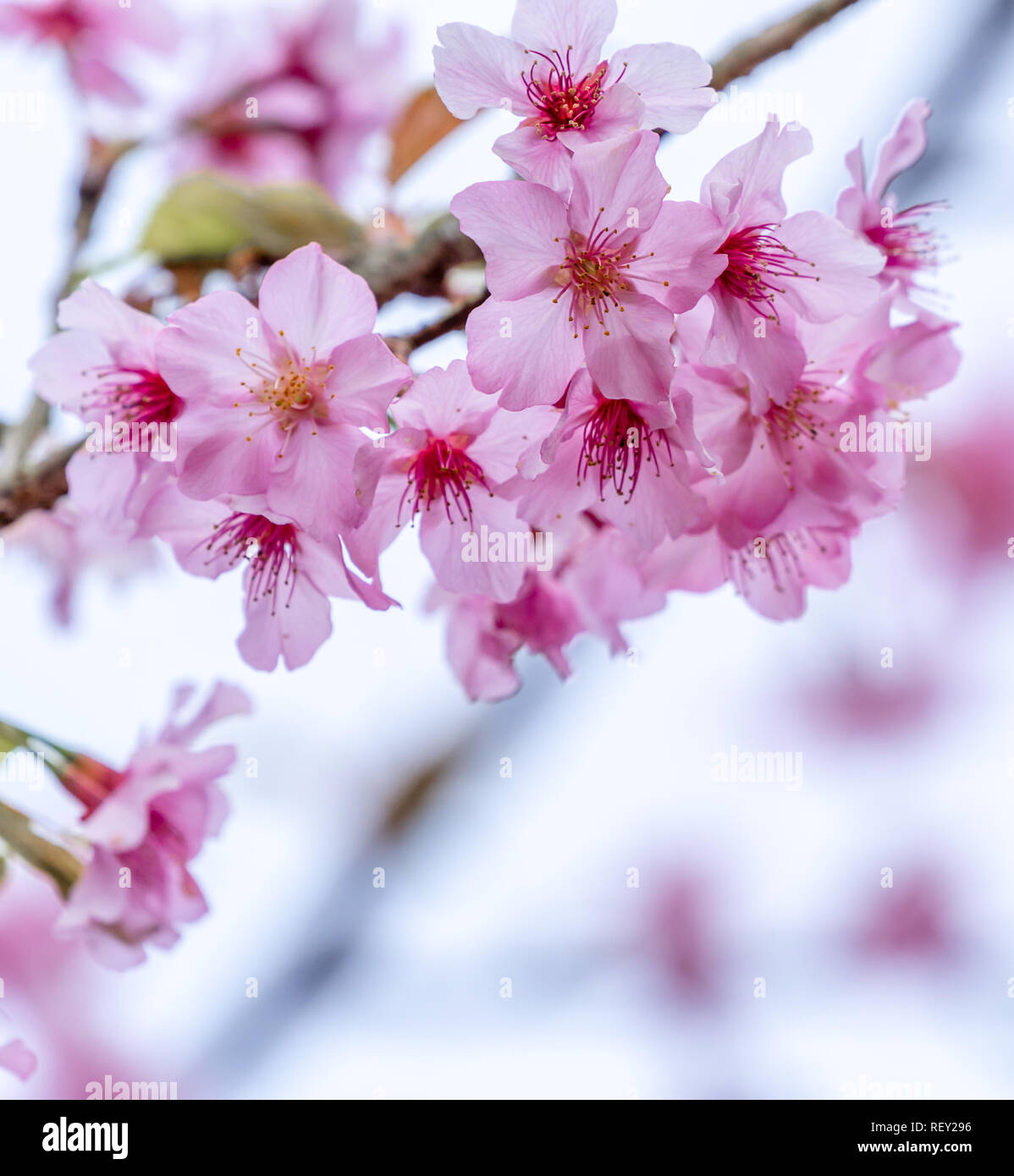 Beautiful cherry blossoms sakura tree bloom in spring in the park, copy ...