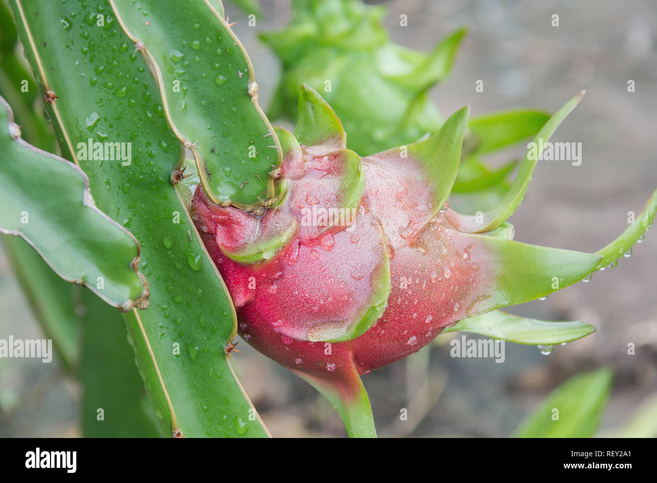 Dragon fruit,Pitaya on tree Stock Photo - Alamy