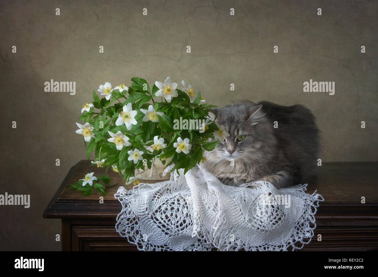 Still life with bouquet of spring flowers and funny kitty Stock Photo ...