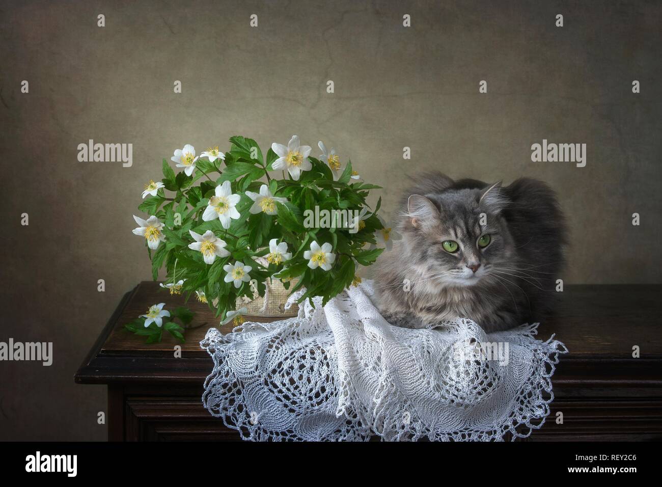 Still life with bouquet of spring flowers and funny kitty Stock Photo ...