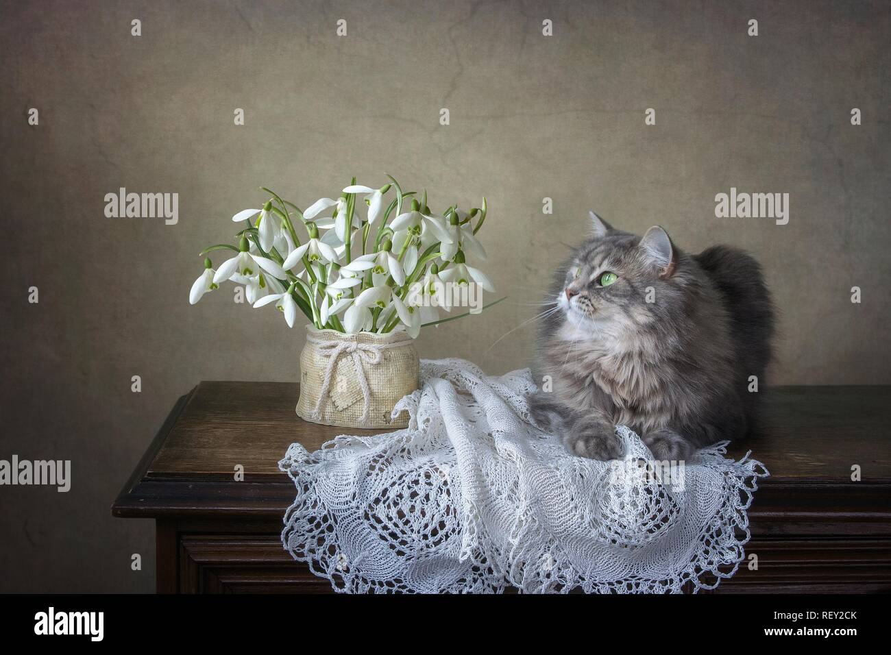 Still life with bouquet of spring flowers and funny kitty Stock Photo ...