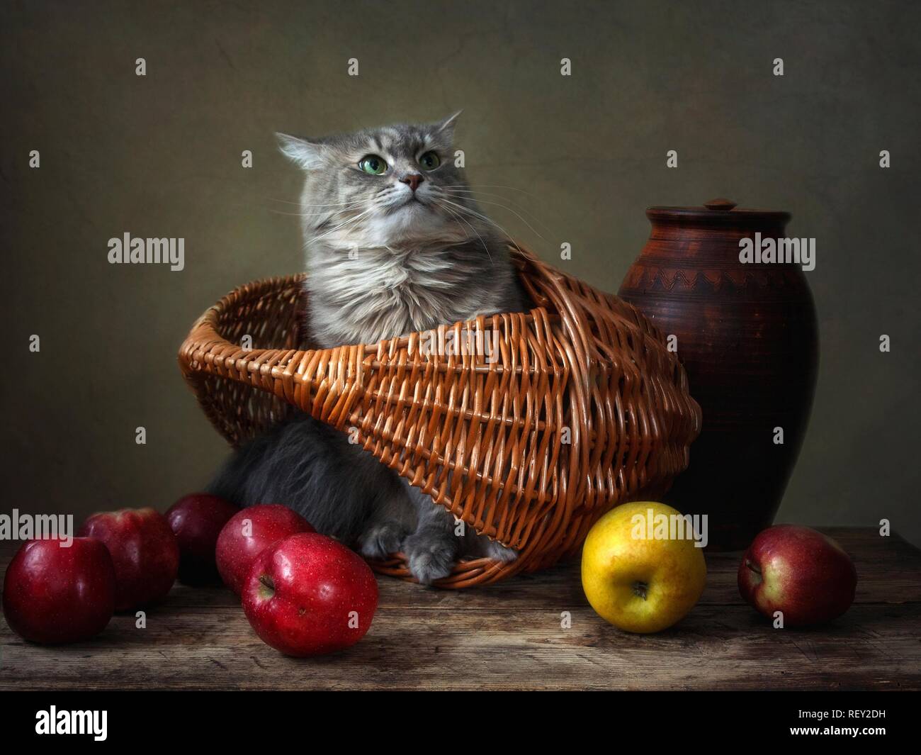 still life with apples and funny kitty Stock Photo - Alamy