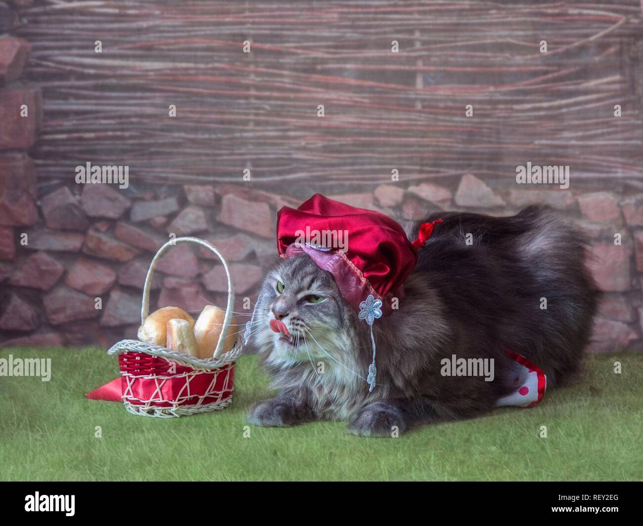 Young cat in the image of the Red Riding Hood Stock Photo - Alamy