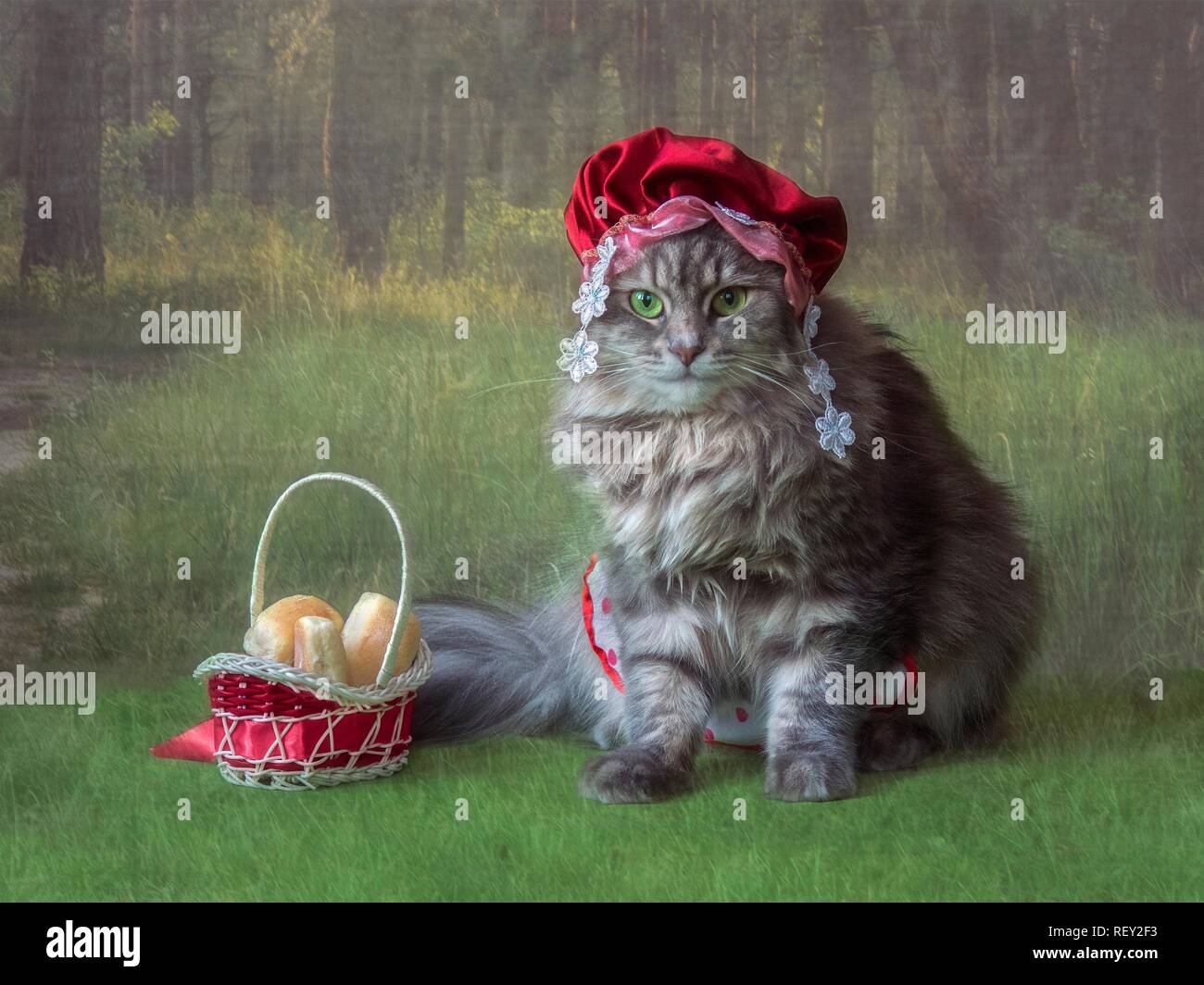 Young cat in the image of the Red Riding Hood Stock Photo - Alamy