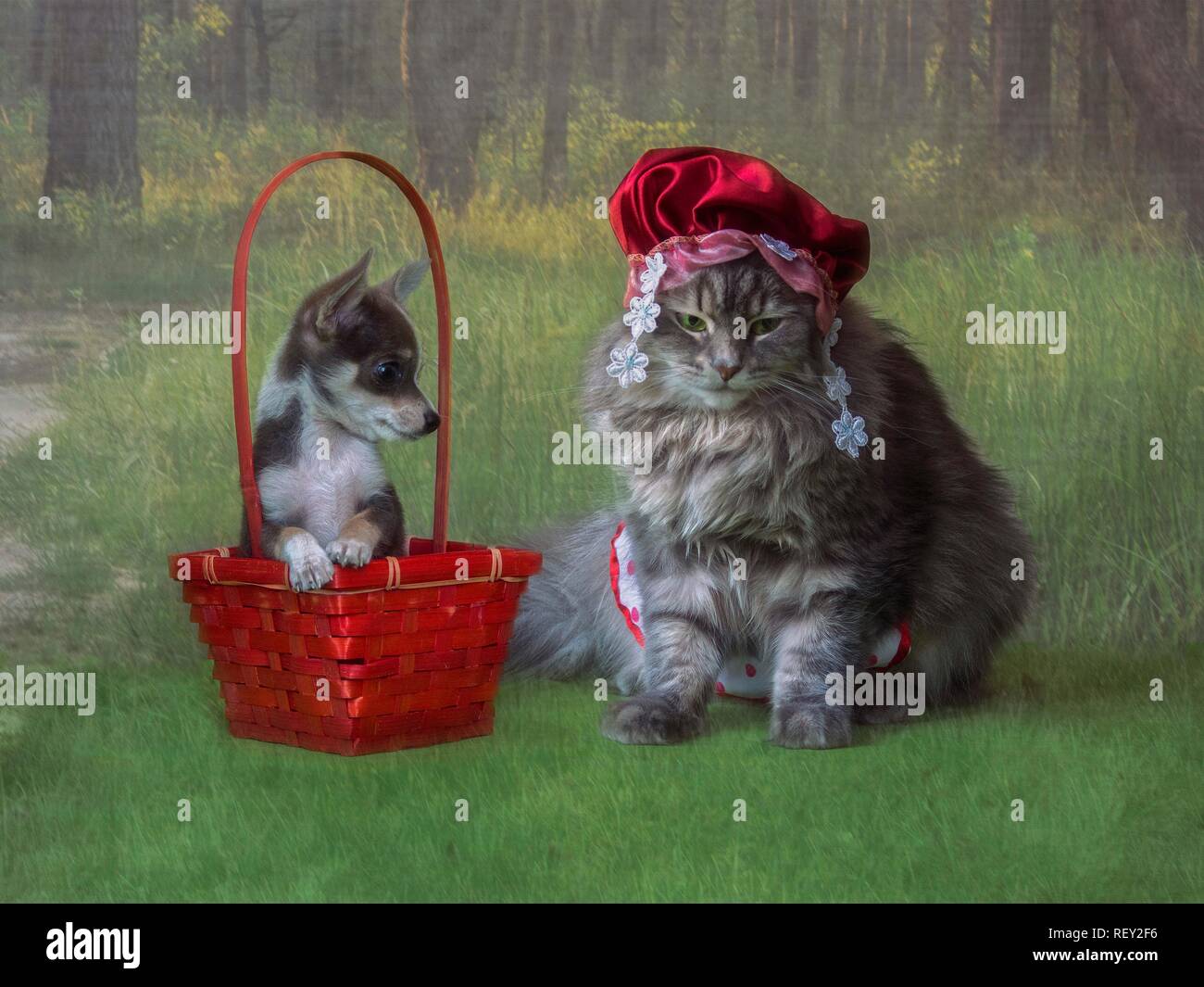 Young cat in the image of the Red Riding Hood Stock Photo - Alamy