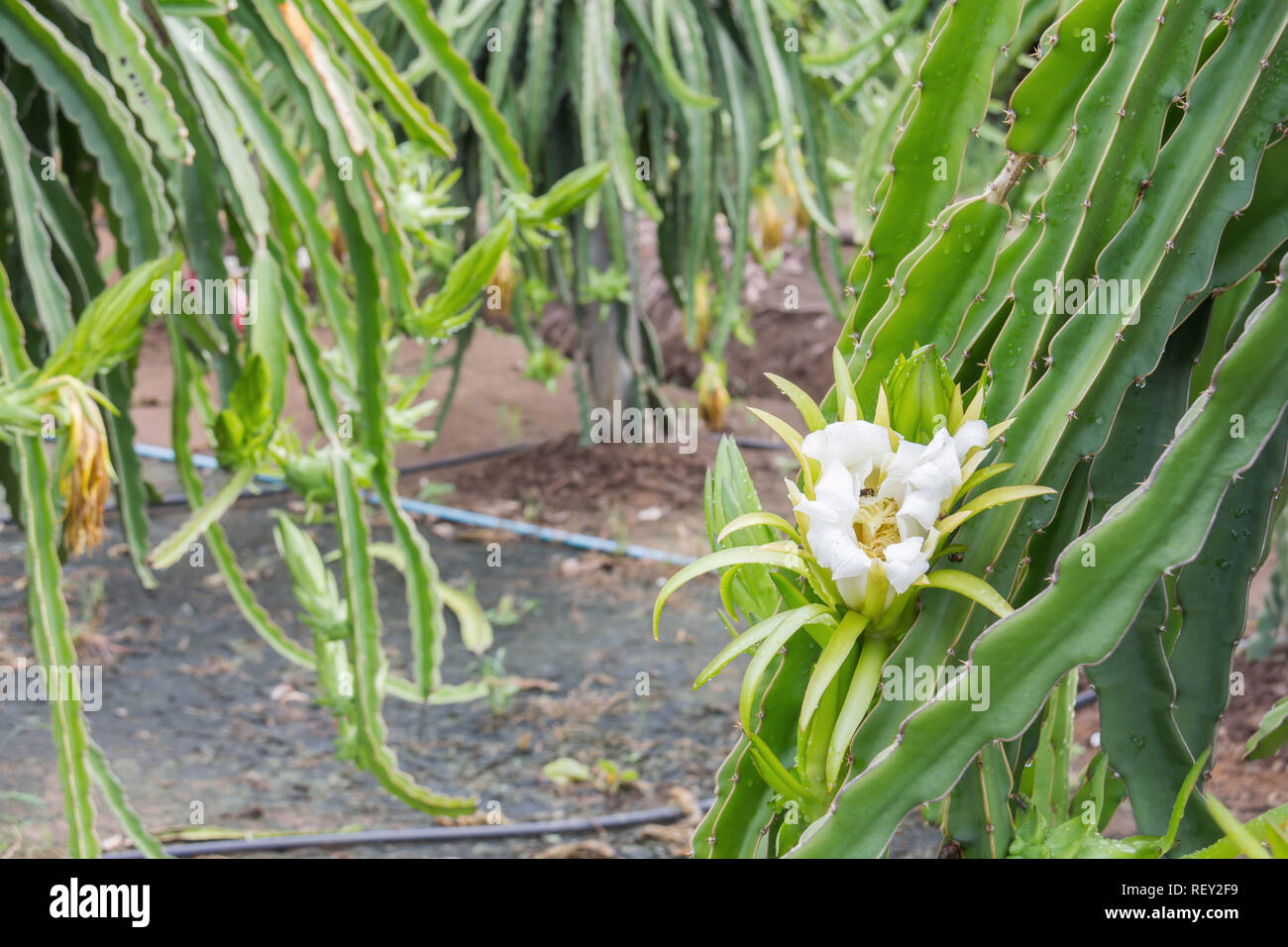Dragon fruit,Pitaya on tree Stock Photo - Alamy
