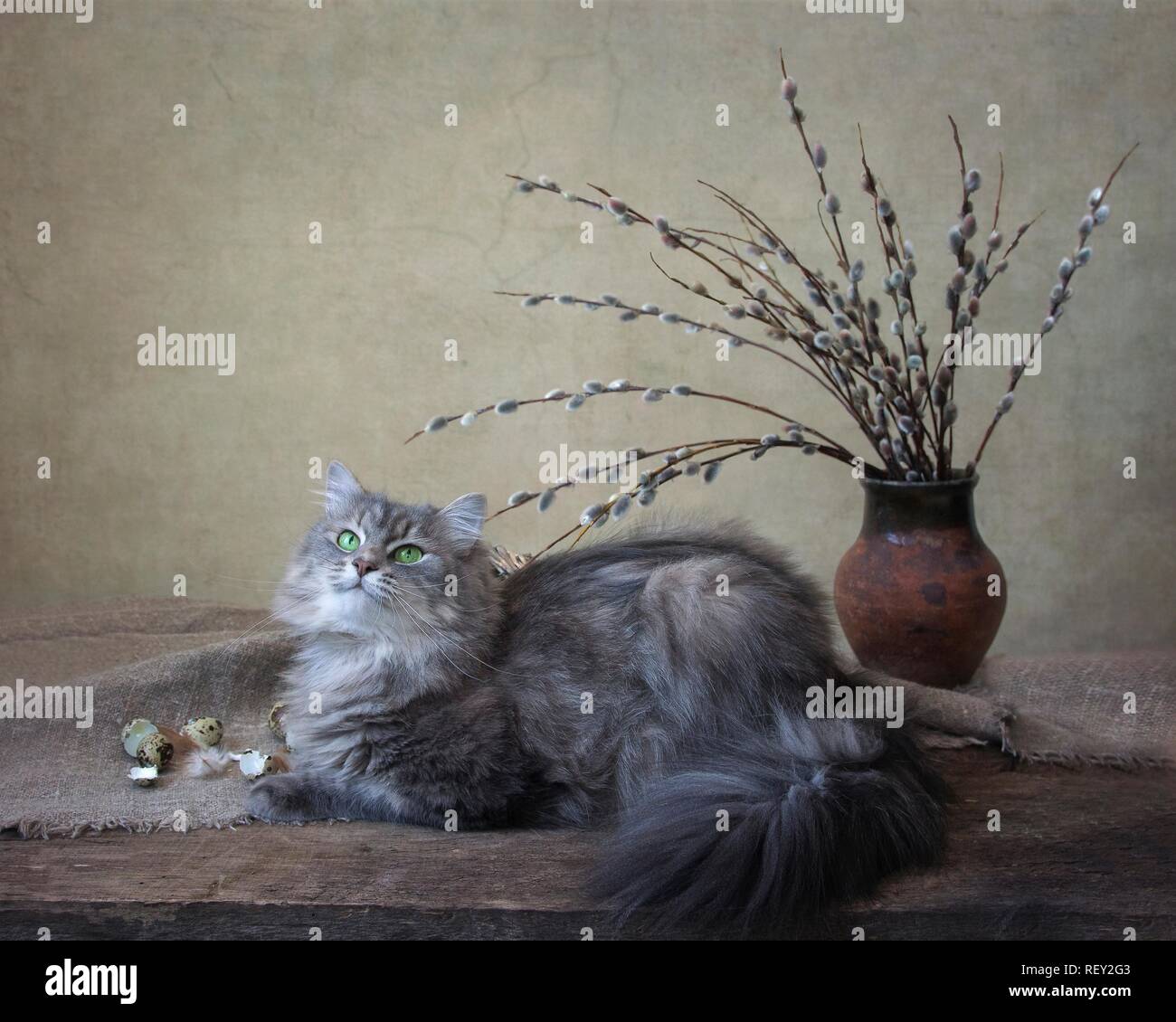 Spring still life with pretty gray kitty Stock Photo - Alamy