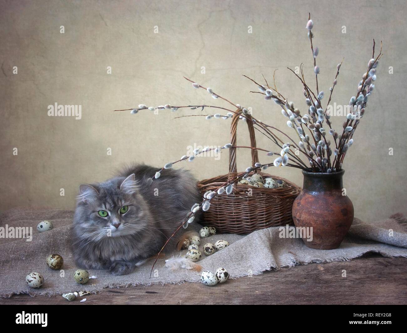 Spring still life with pretty gray kitty Stock Photo - Alamy