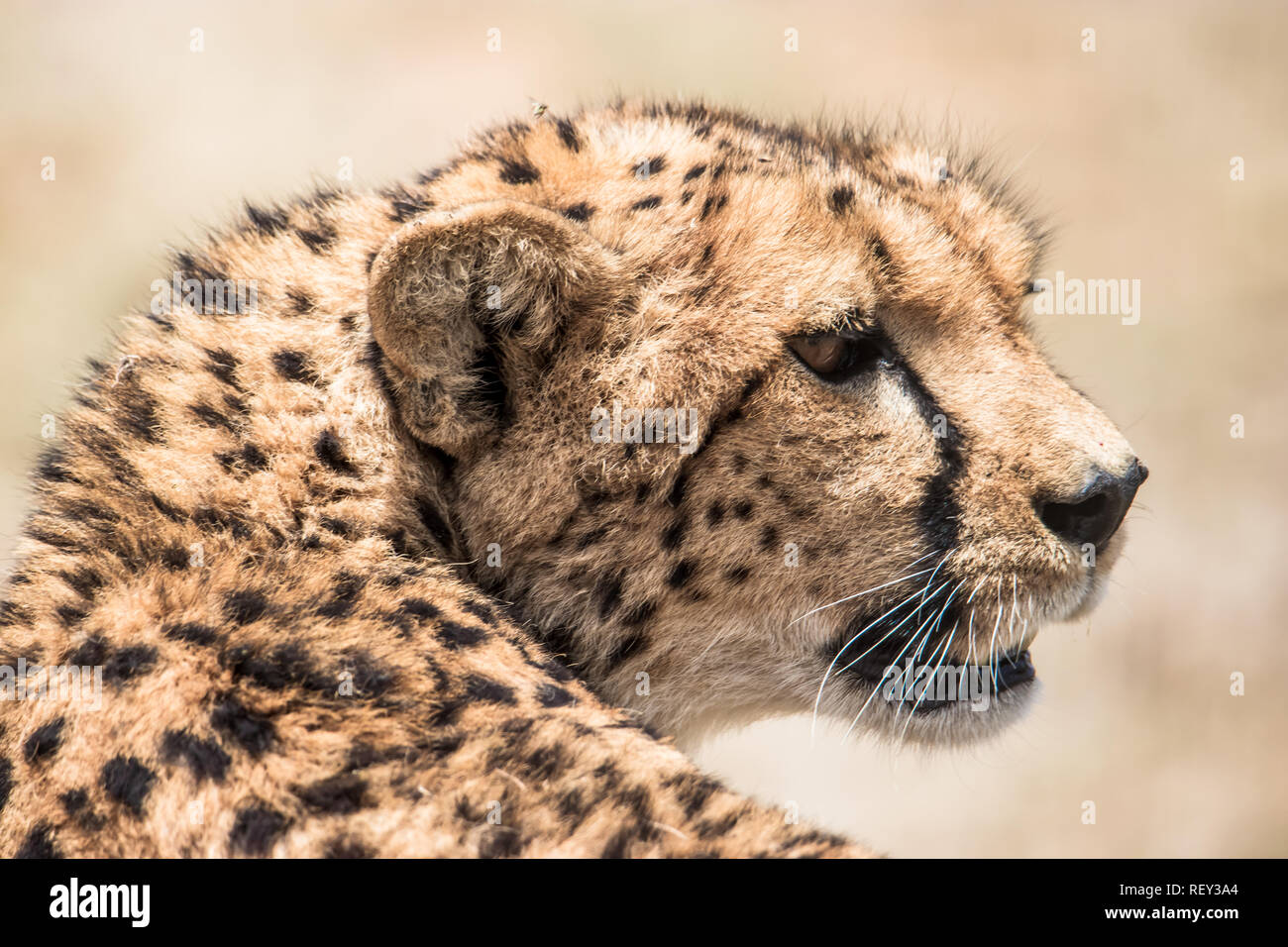 Cheetah face portrait Stock Photo - Alamy