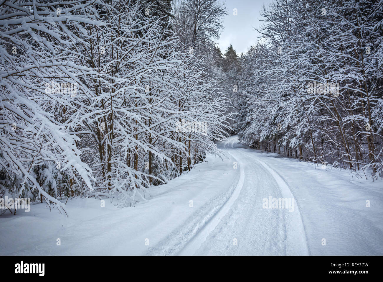 Snow covered path through trees with winter sun hi-res stock ...