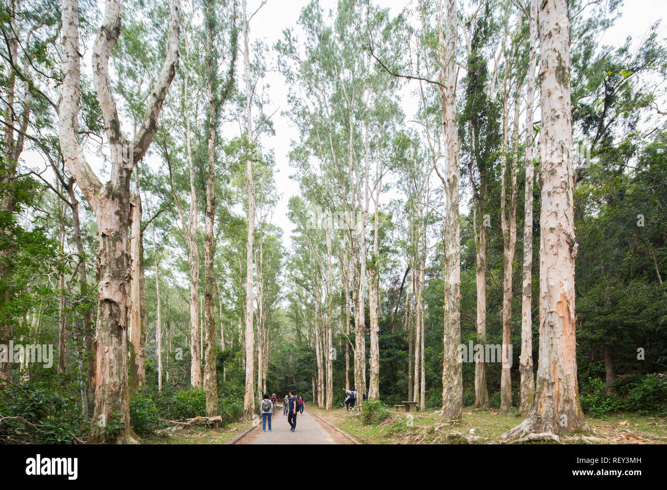Hikers at one of the most scenic greenery spot at Shing Mun Country ...