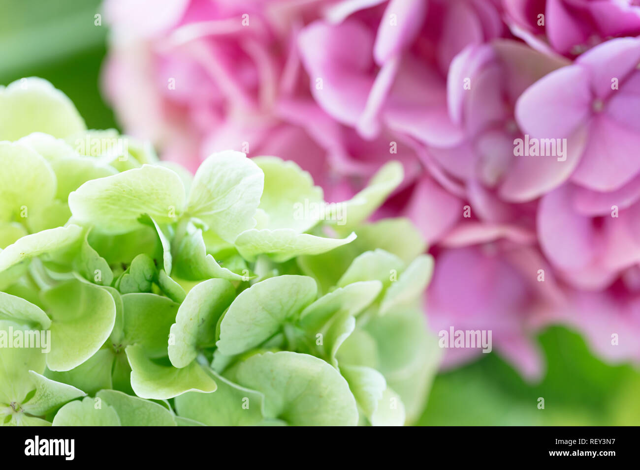Green and pink flowers of hydrangea or hortensia close-up. Natural ...