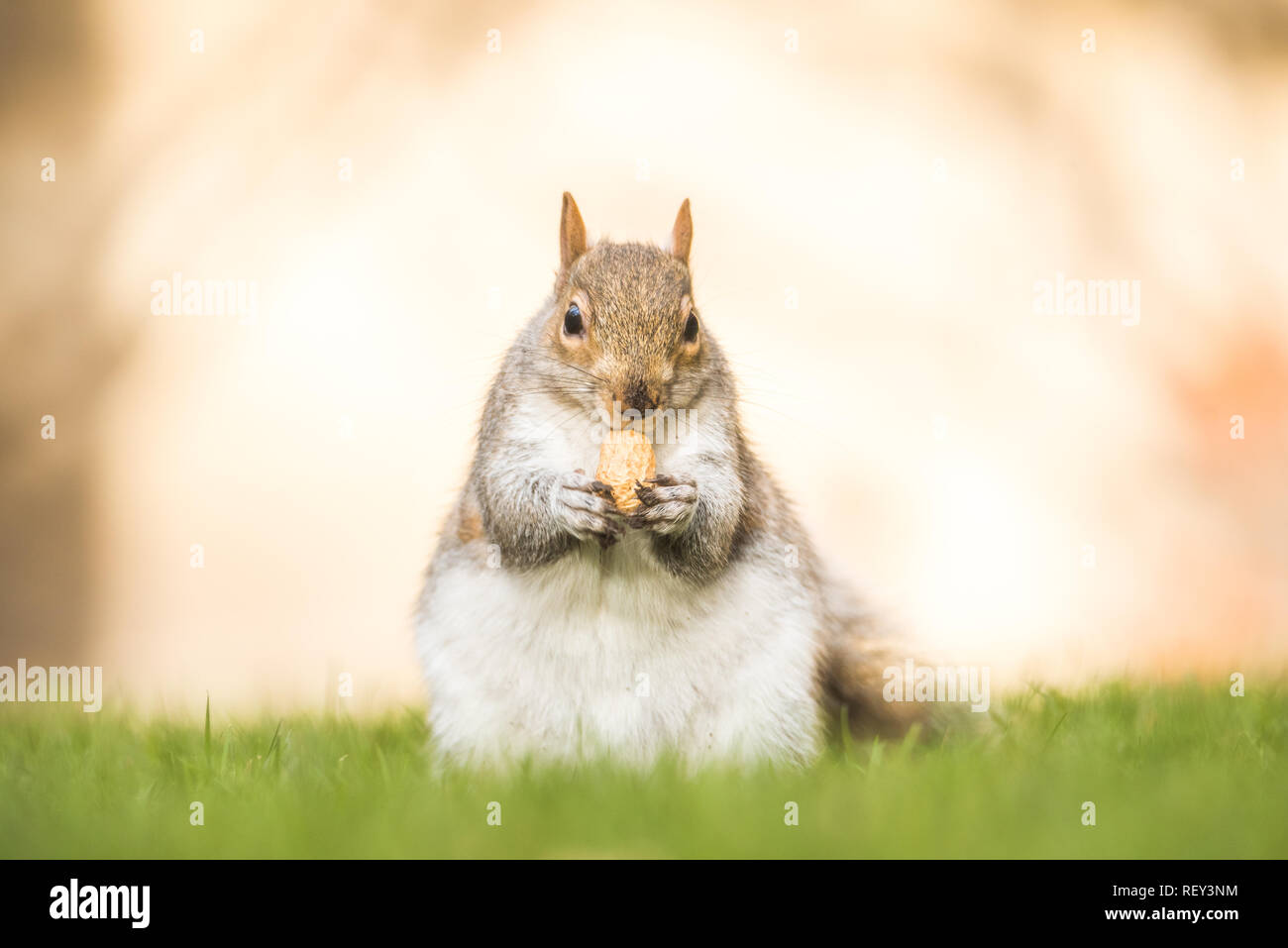 Thick fluffy tail hi-res stock photography and images - Alamy