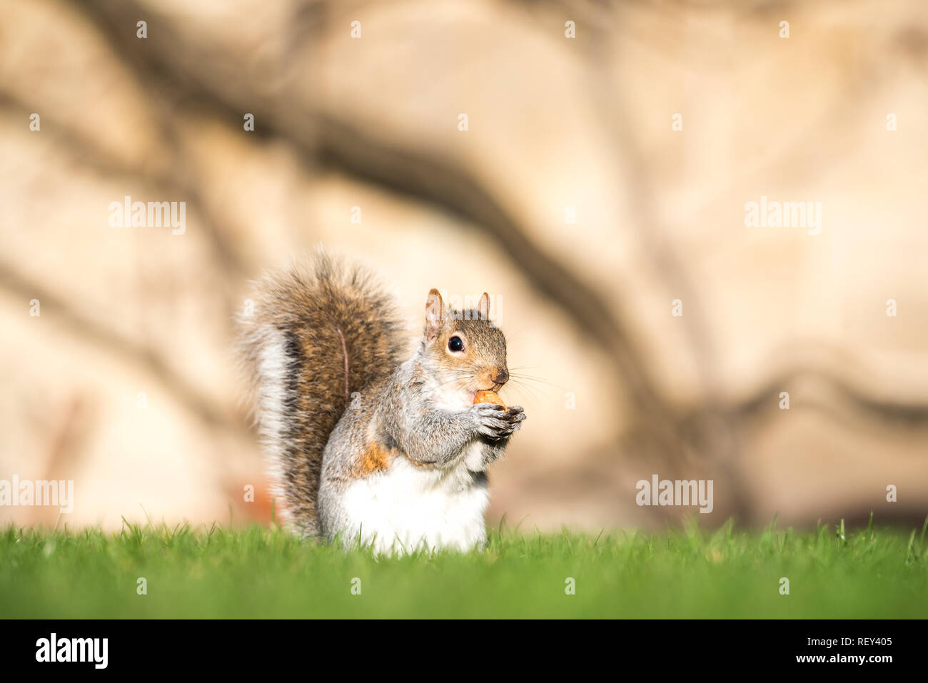Cute squirrel eating on branch hi-res stock photography and images - Alamy