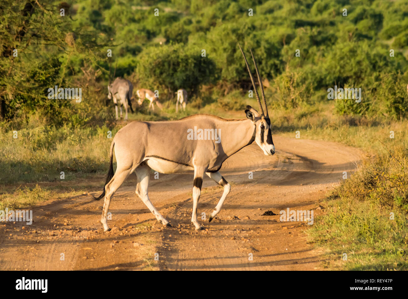 Antelope seen in profile in the savannah of Samburu Park in central ...